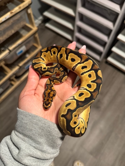 Clown Ball Python by R&G Pythons