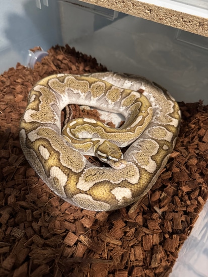 Bamboo 100% Het Clown Ball Python by R&G Pythons