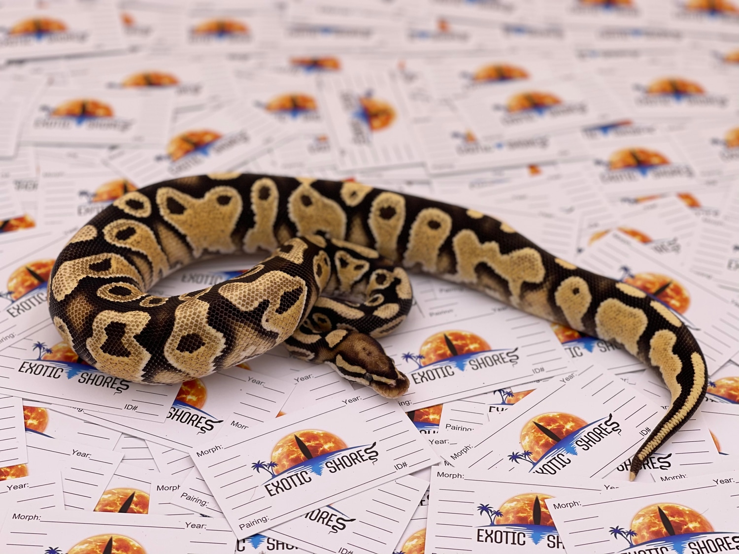 574g Fire Yellow Belly Ball Python by Exotic Shores - MorphMarket