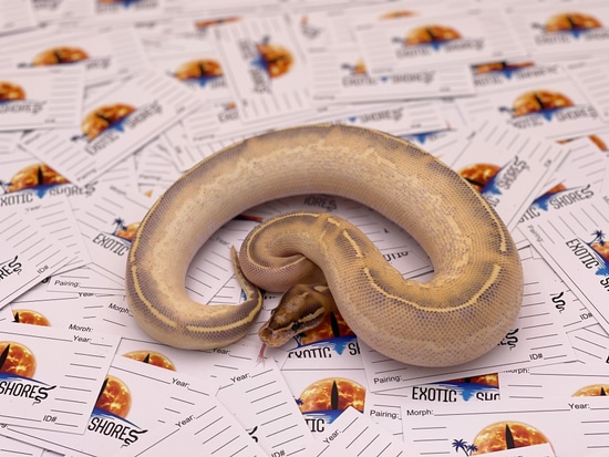 756g OD Highway Ball Python by Exotic Shores