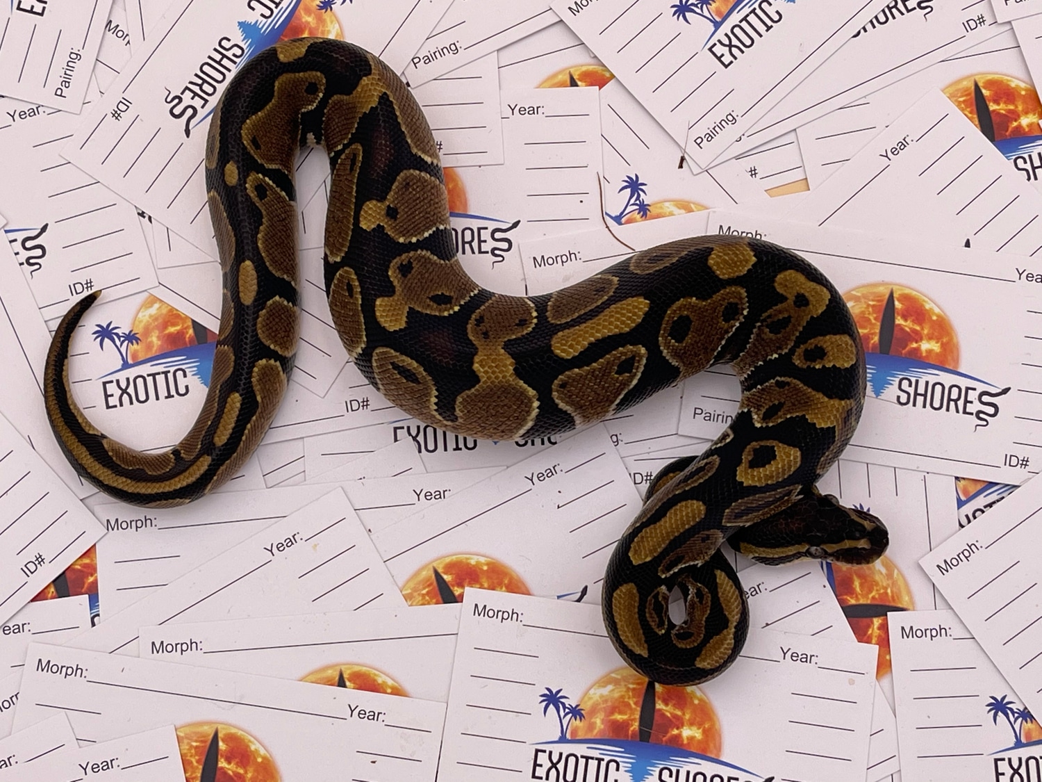 Double Het Albino Pied Ball Python by Exotic Shores - MorphMarket