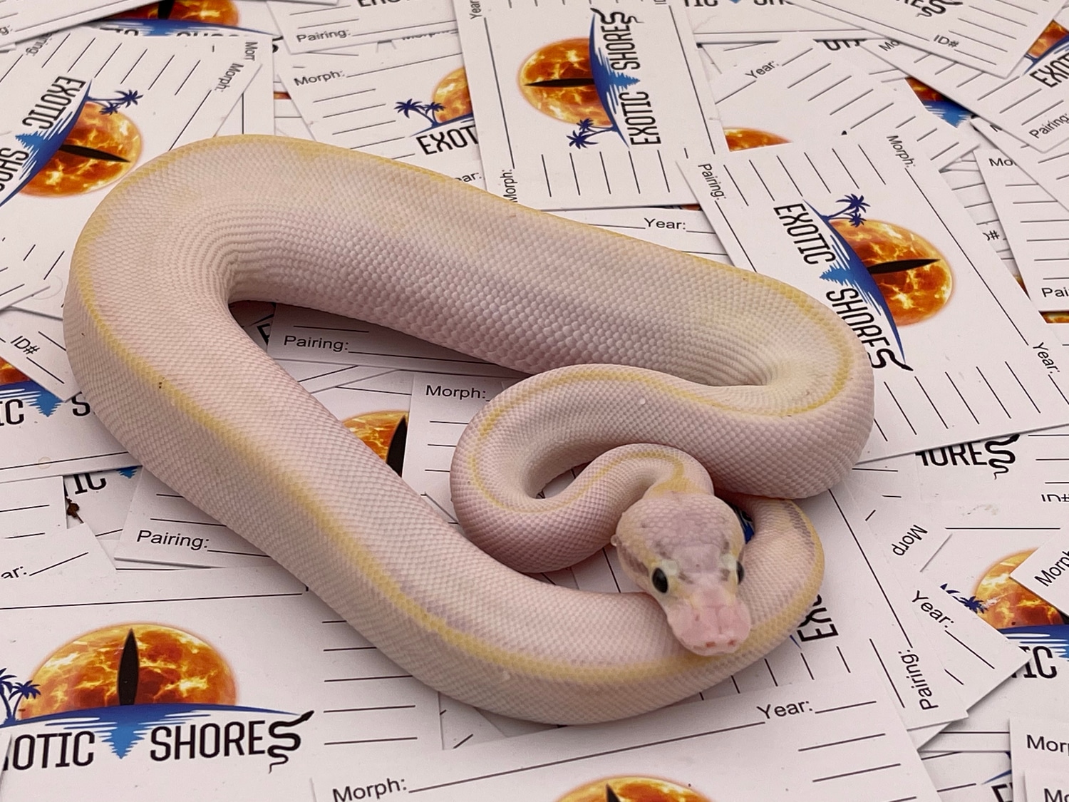 Pastel Ivory (Pos OD) Ball Python by Exotic Shores - MorphMarket