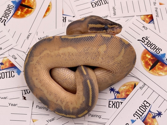 OD Highway Ball Python by Exotic Shores