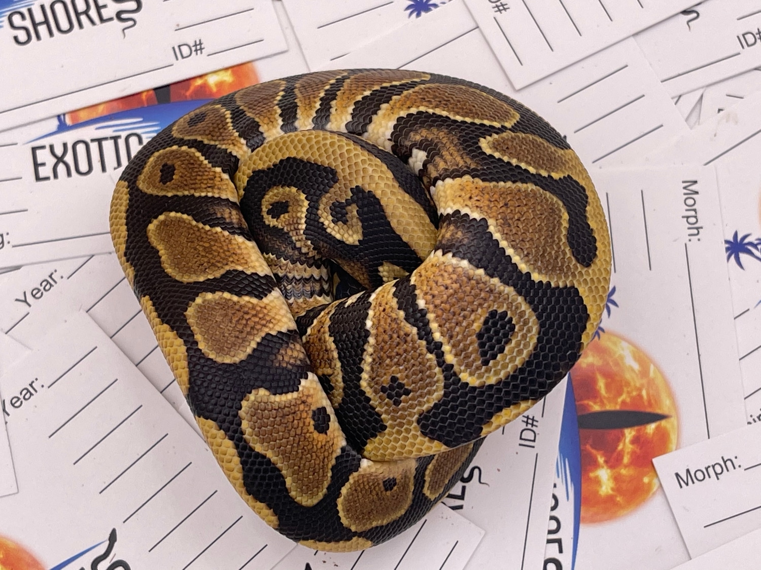 Yellow Belly Or Asphalt Ball Python by Exotic Shores - MorphMarket