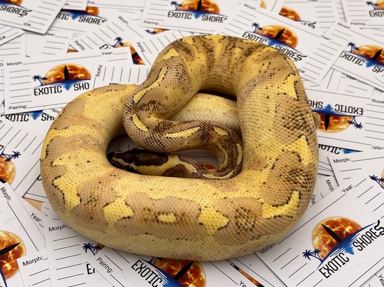 455g Super Enchi OD Freeway Ball Python by Exotic Shores