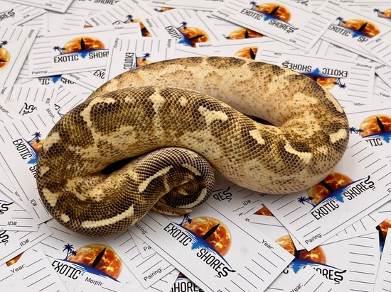 OD Enchi Freeway Ball Python by Exotic Shores