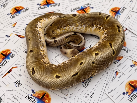 Super Enchi Spider Yellow Belly Or Asphalt Ball Python by Exotic Shores