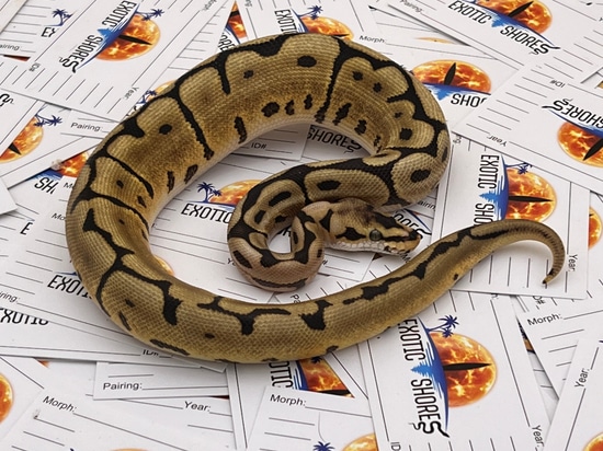 Leopard Spider Enchi Ball Python by Exotic Shores