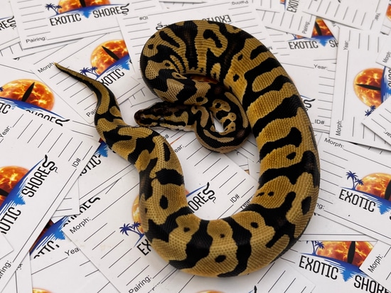 Pastel Enchi Confusion Ball Python by Exotic Shores