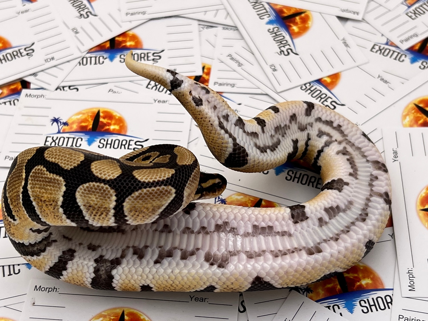 Confusion Ball Python by Exotic Shores - MorphMarket