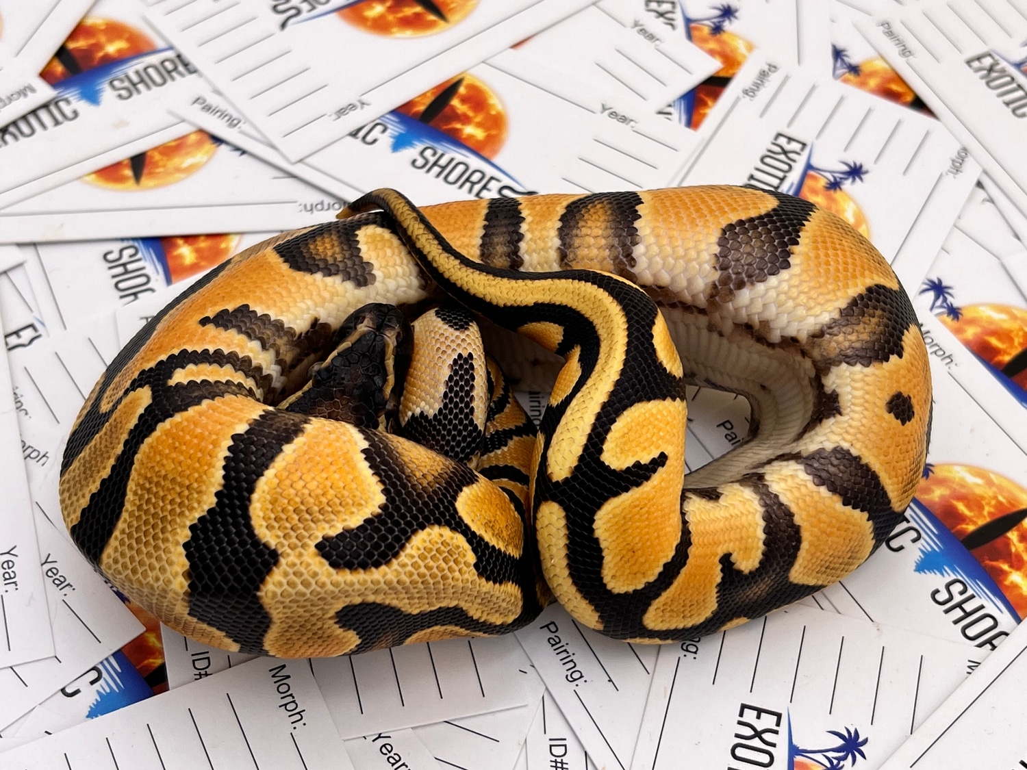 Super OD YB Ball Python by Exotic Shores - MorphMarket