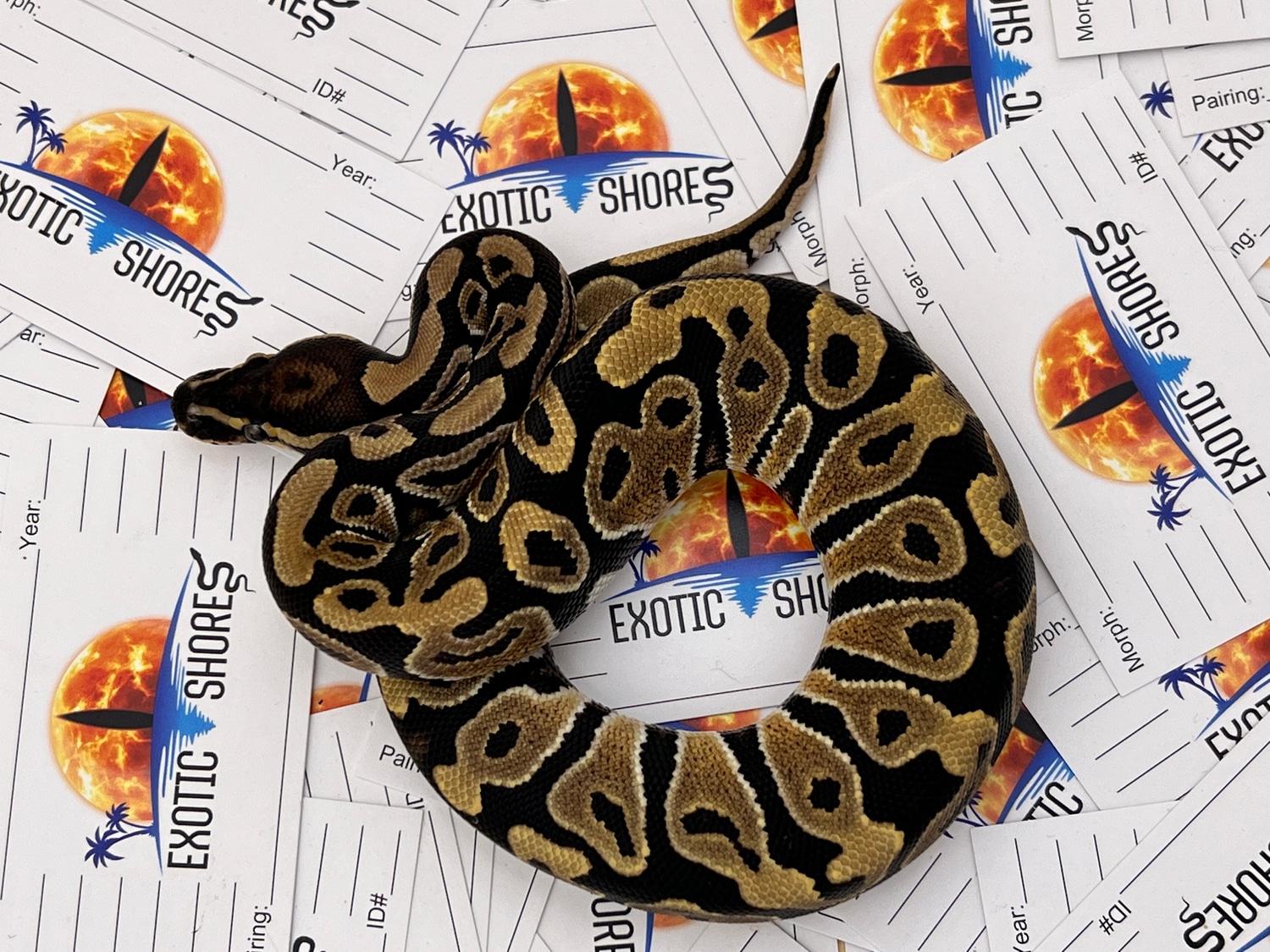 YB Or Asphalt Ball Python by Exotic Shores - MorphMarket