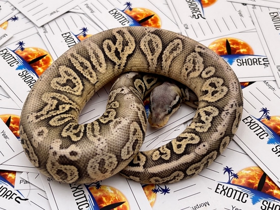 Black Pewter Hypo Ball Python by Exotic Shores