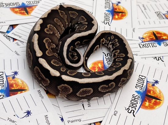 Black Pastel GHI Spotnose Het Desert Ghost Ball Python by Exotic Shores
