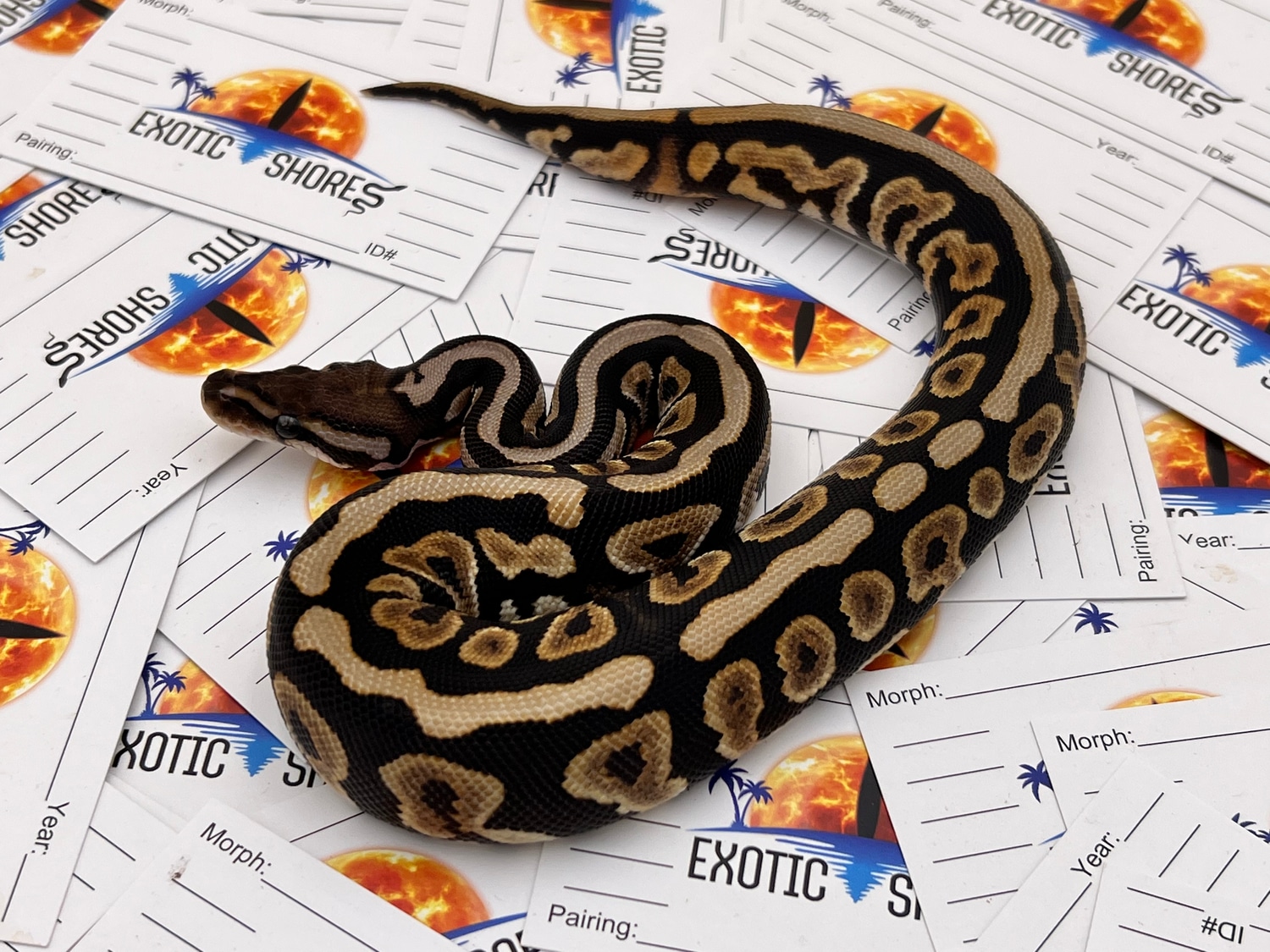 Spotnose Black Pastel Het Desert Ghost Ball Python by Exotic Shores ...