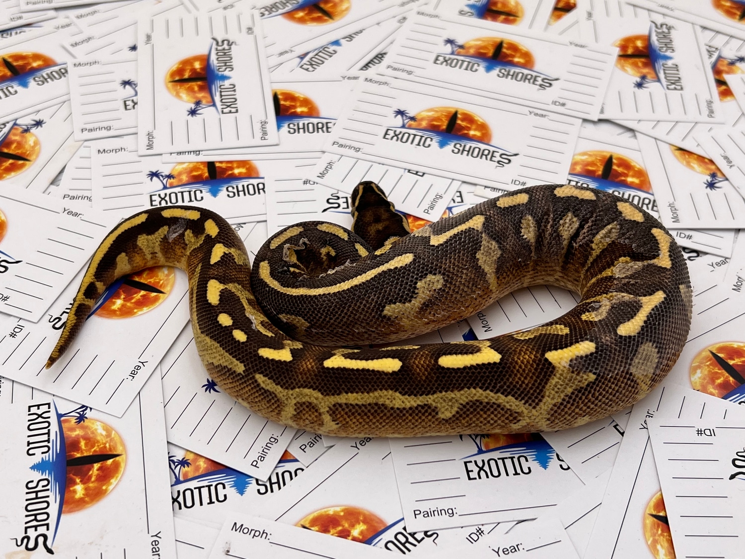 Pavement (Asphalt Gravel) Ball Python by Exotic Shores - MorphMarket