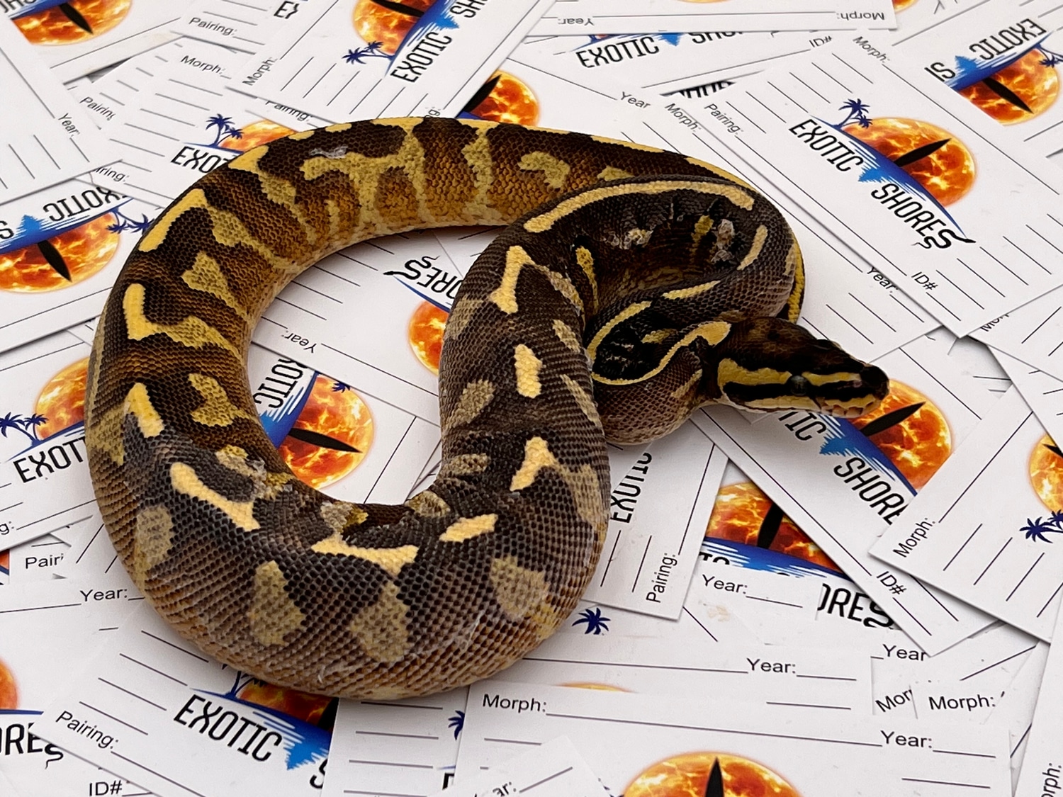 Pavement (Asphalt Gravel) Ball Python by Exotic Shores - MorphMarket