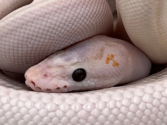 342g Banana Ivory Het Clown Ball Python by Exotic Shores