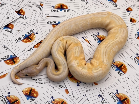 Banana Highway Het Clown Ball Python by Exotic Shores
