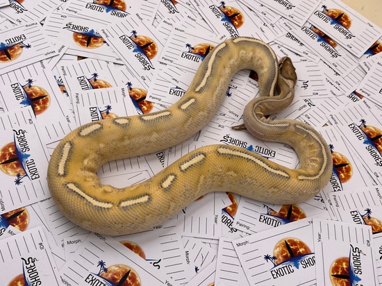 724g Highway Het Clown Ball Python by Exotic Shores