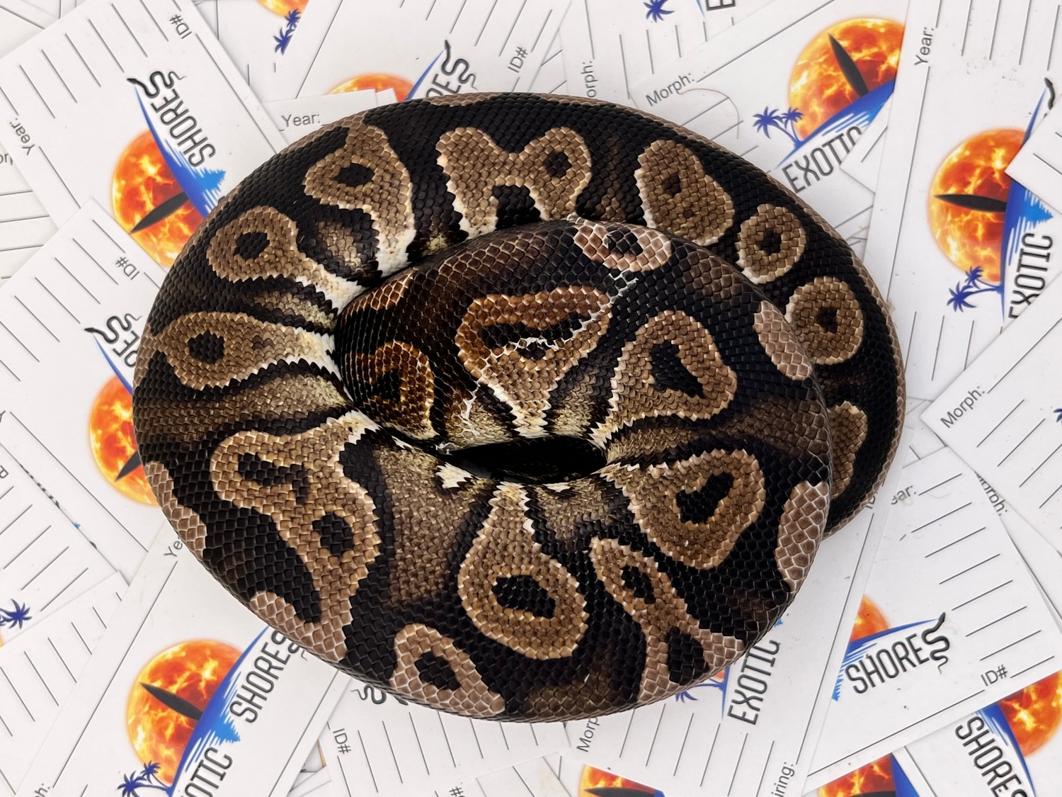 424g Cinnamon Het Desert Ghost Ball Python by Exotic Shores - MorphMarket