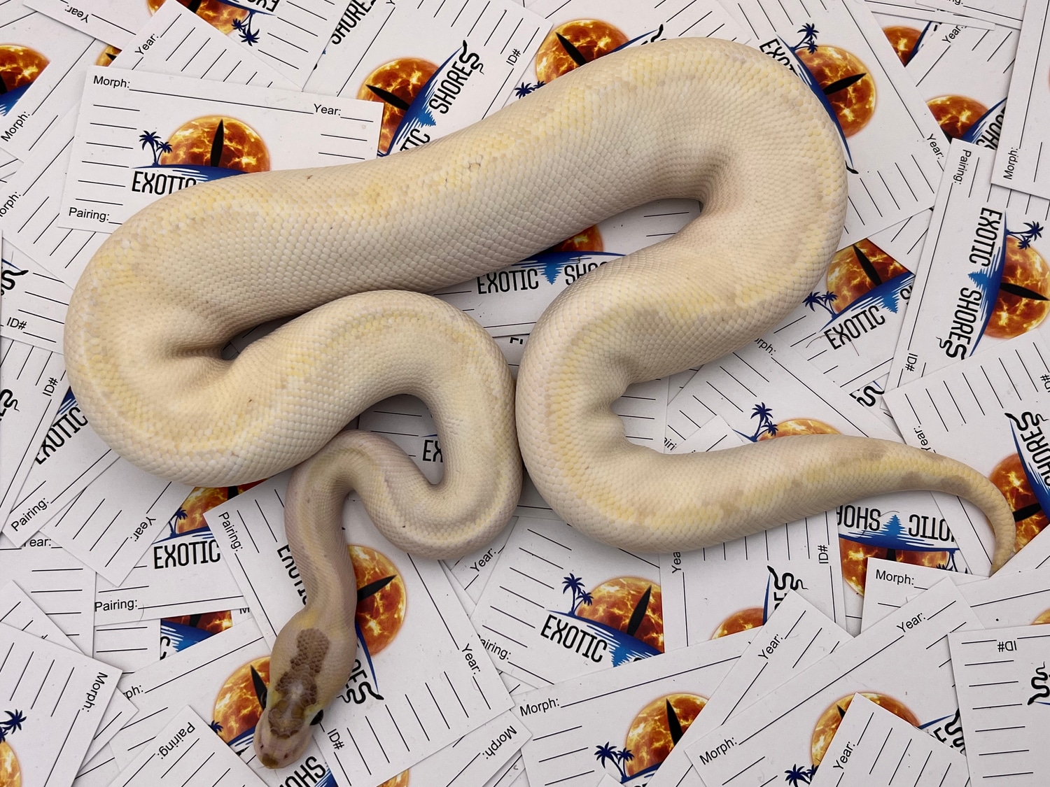 521g Super Enchi Ivory Pos OD Ball Python by Exotic Shores - MorphMarket