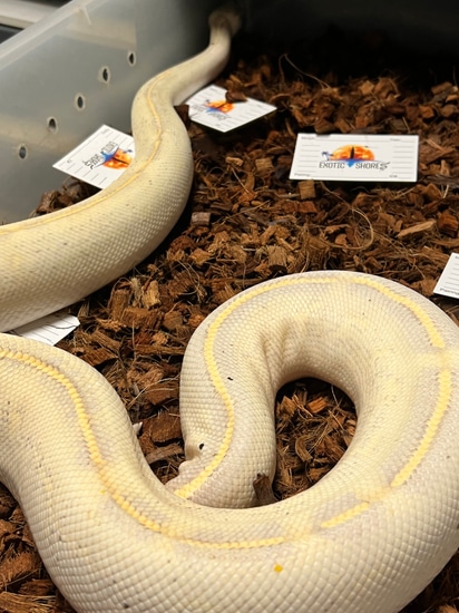 Highway Ball Python by Exotic Shores