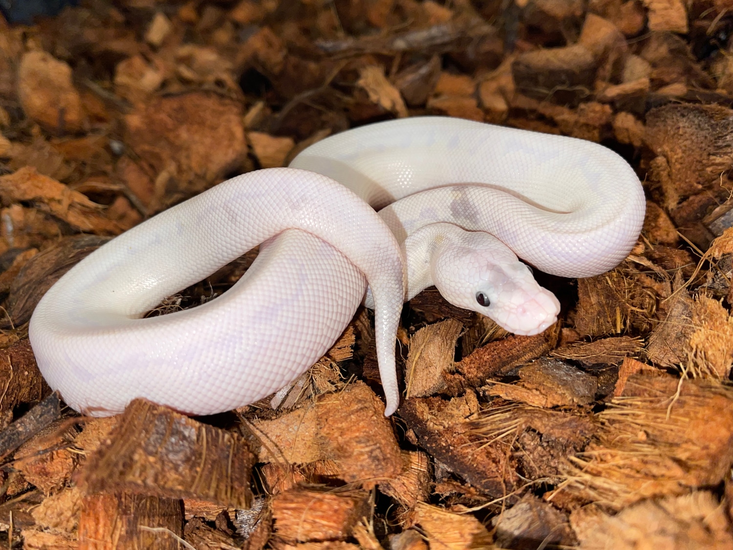 Bamboo Mojave GHI Hypo Ball Python by The Good Life Constricted ...