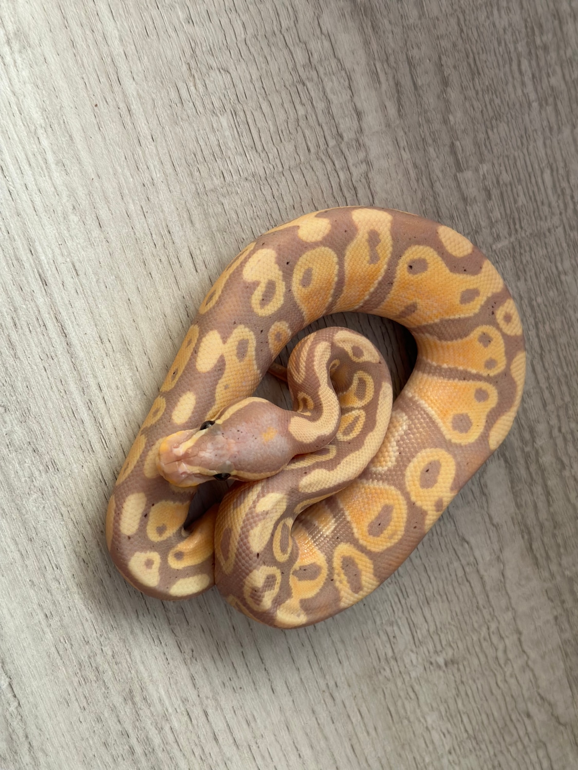 Banana Het Pied Ball Python by The Good Life Constricted - MorphMarket