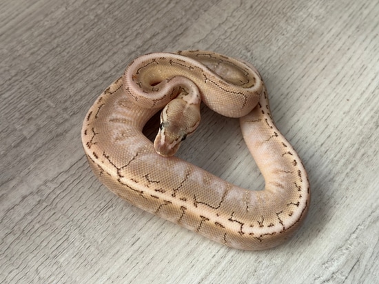 Bamboo Pinstripe 50% Het Hypo Ball Python by The Good Life Constricted