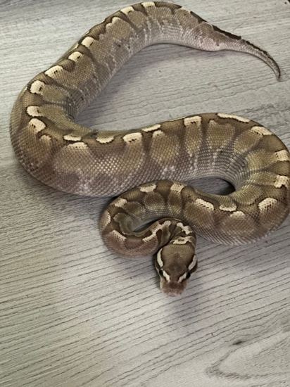 Bamboo GHI Ph Hypo Ball Python by The Good Life Constricted