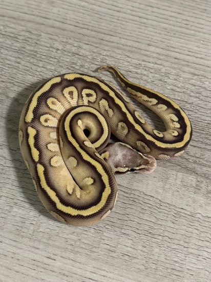 Superfly Cypress Mojave Yellowbelly Ball Python by The Good Life Constricted