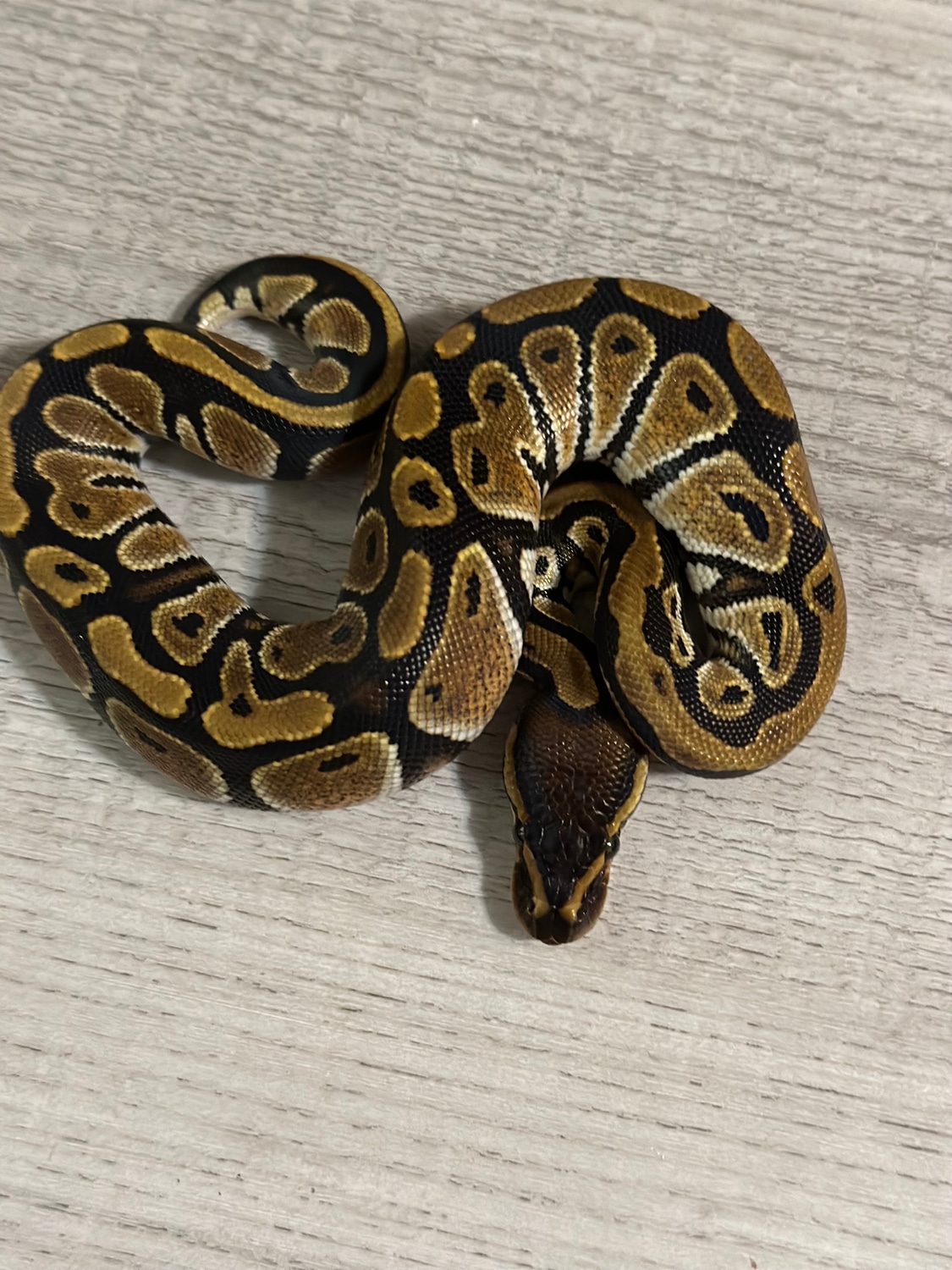 Yellowbelly Ball Python by The Good Life Constricted - MorphMarket