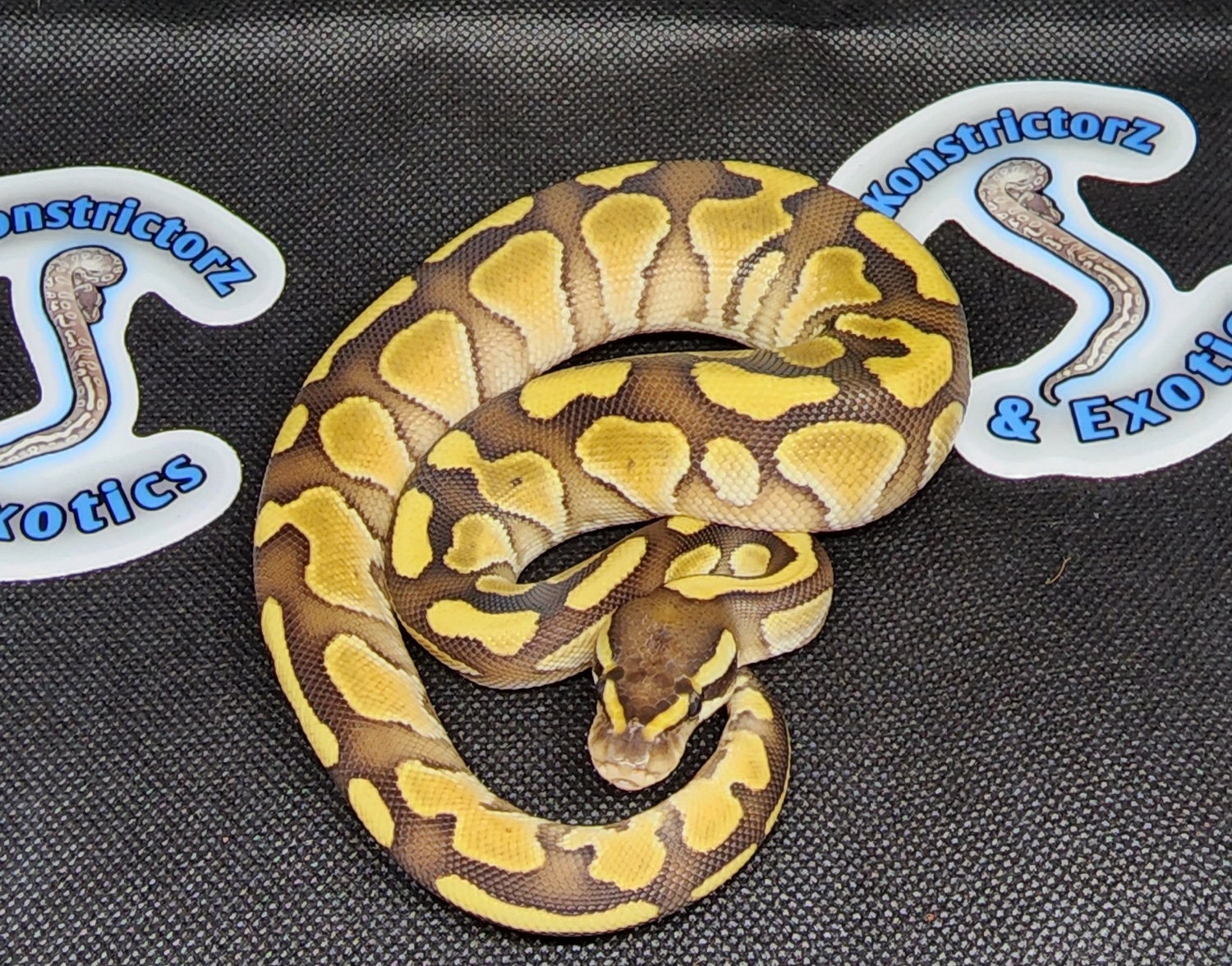 Lesser 100%Het Desert Ghost Ball Python by KY KonstrictorZ - MorphMarket
