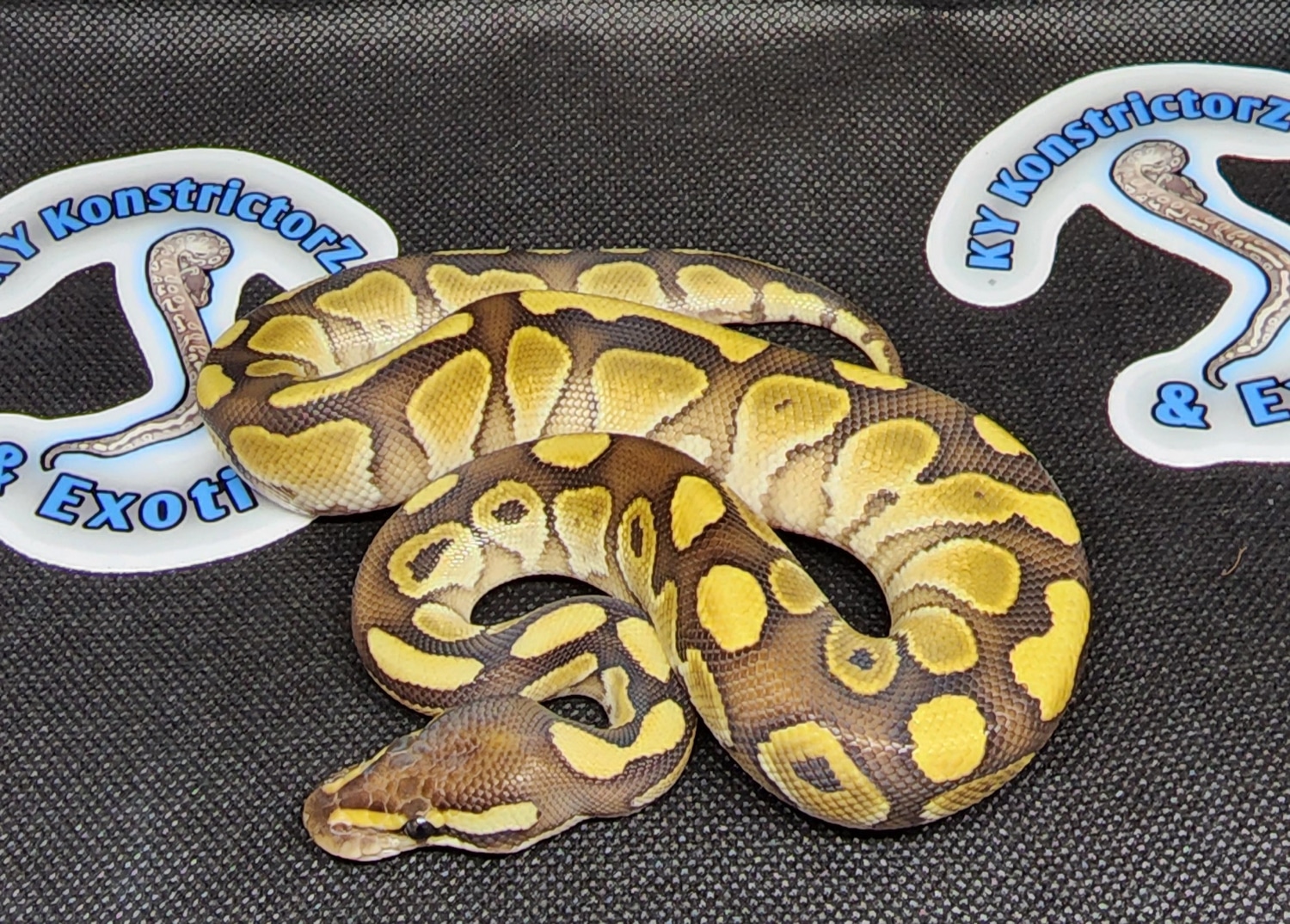 Lesser 100% Het Desert Ghost Ball Python by KY KonstrictorZ - MorphMarket