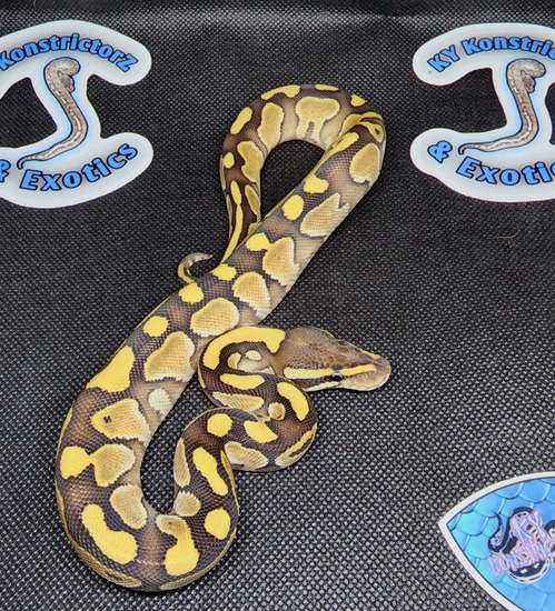 Lesser 100% Het Desert Ghost Ball Python by KY KonstrictorZ