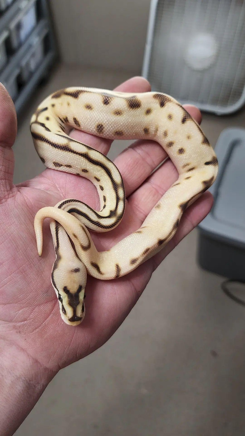 Pastel Orange Dream Lesser Leopard Calico Spider 50% Het Clown Ball ...