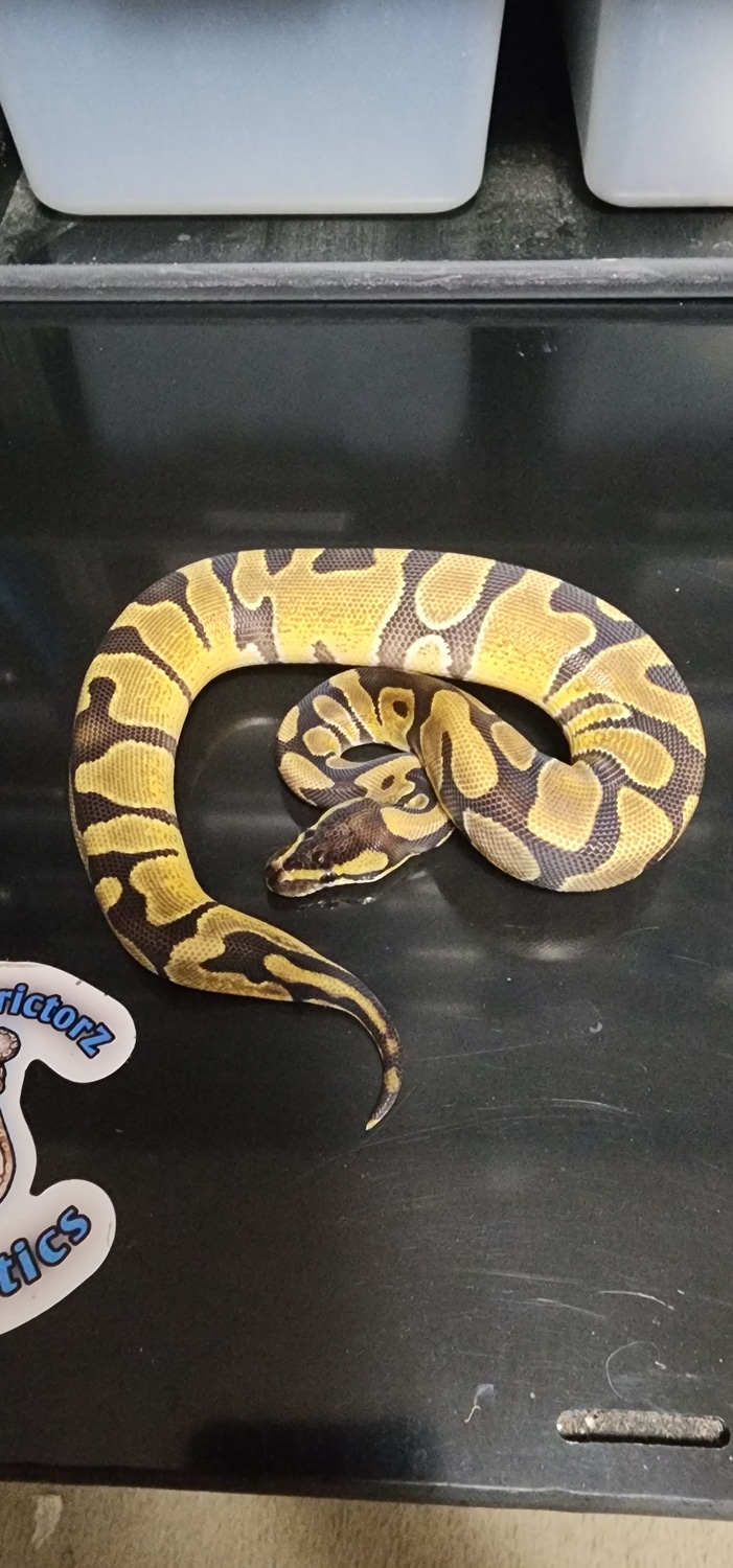 Enchi 100% Het Desert Ghost Ball Python by KY KonstrictorZ - MorphMarket