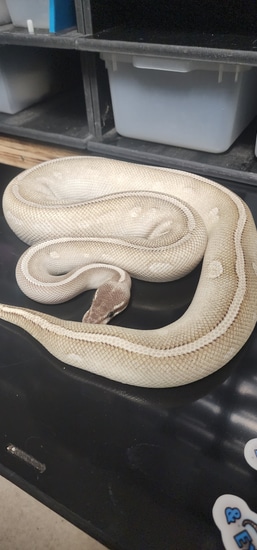Mystic Potion Ball Python by KY KonstrictorZ
