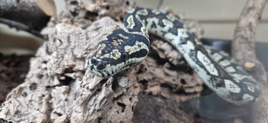 Kaa - Rescue Carpet Python Coastal Carpet Python by RSPCA Reptile Rescue
