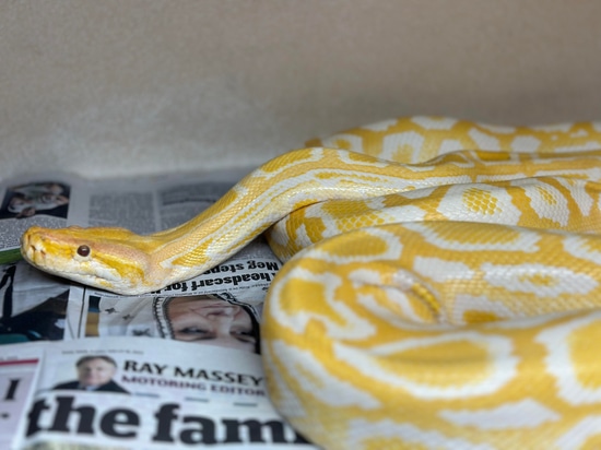 Chuck - Rescue Burmese Python by RSPCA Reptile Rescue