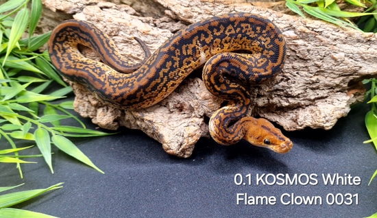 KOSMOS "White Flame" Clown Ball Python by REPTIZON s.r.o.