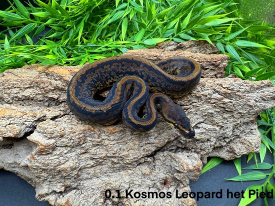 KOSMOS Leopard 100% Het Pied Ball Python by REPTIZON s.r.o.