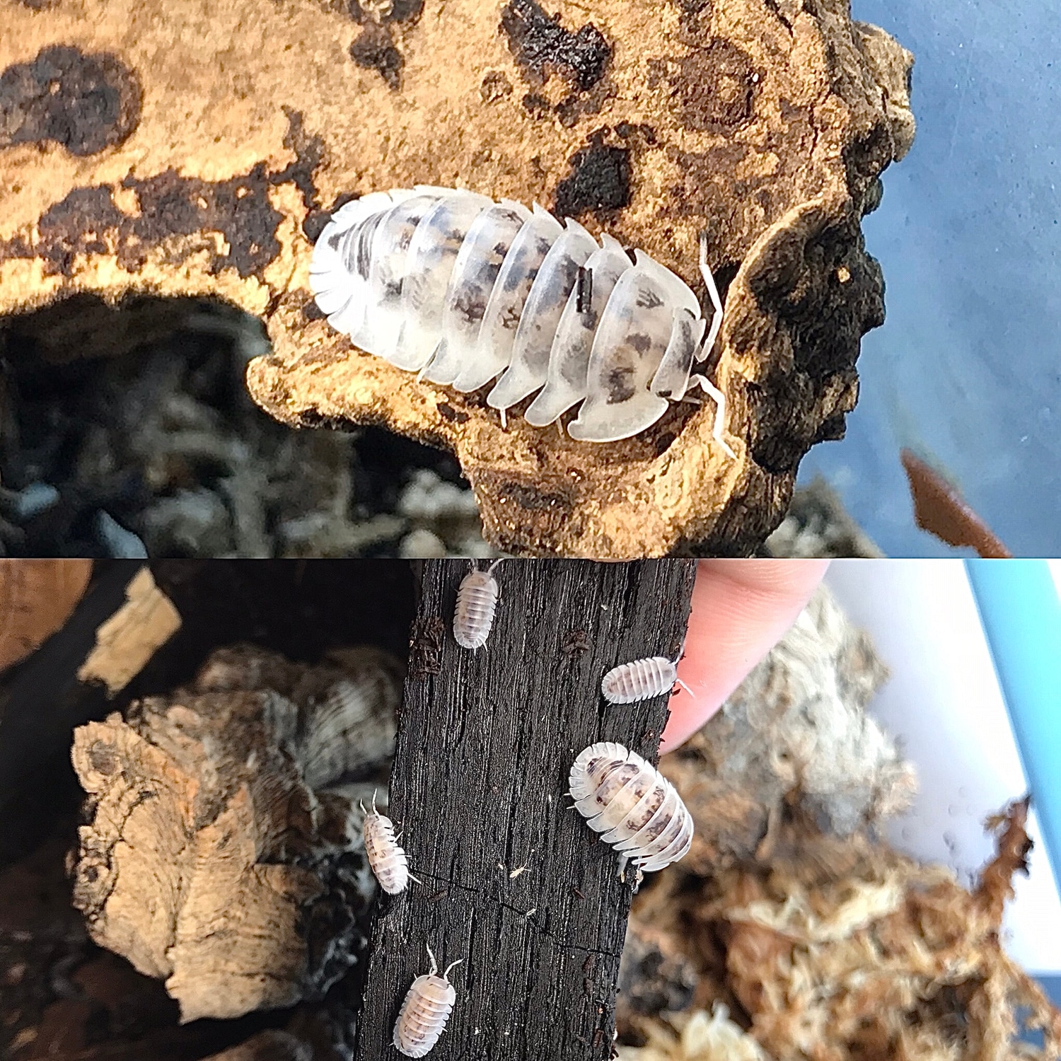 SALE Cubaris ‘Shiro Utsuri’ 15 Count Isopod by Roots, Scoots, & Scales ...