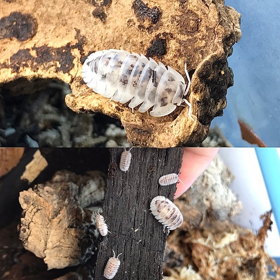 SALE Cubaris ‘Shiro Utsuri’ 15 Count Isopod by Roots, Scoots, & Scales