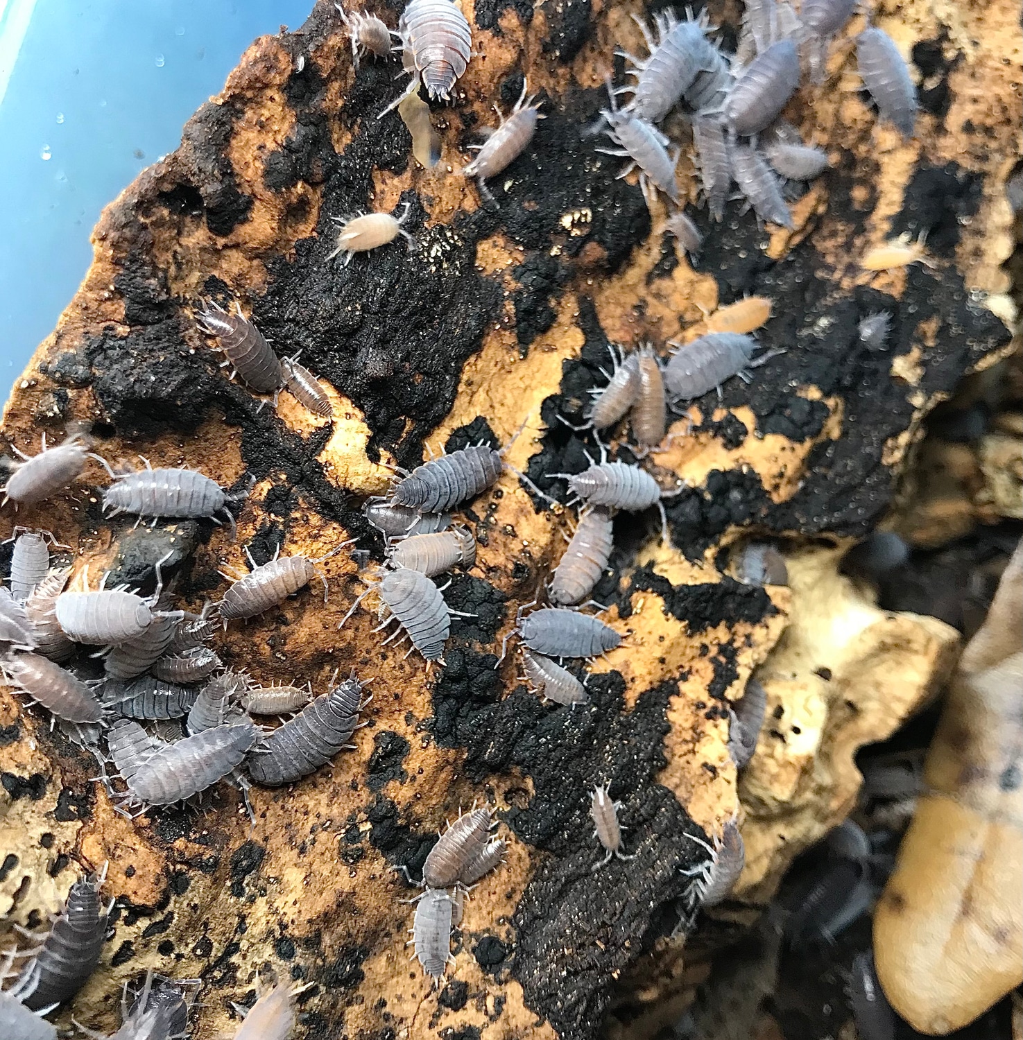 Porcellio Pruinosus ‘Powder Blue’ 15 Count Isopod by Roots, Scoots ...