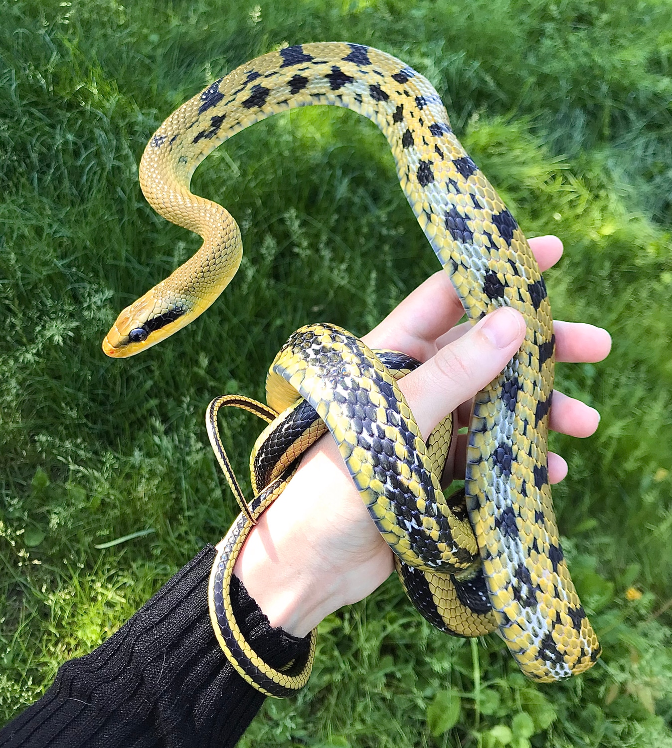Taiwan Snake Beauty Rat Snake by Roots, Scoots, & Scales - MorphMarket