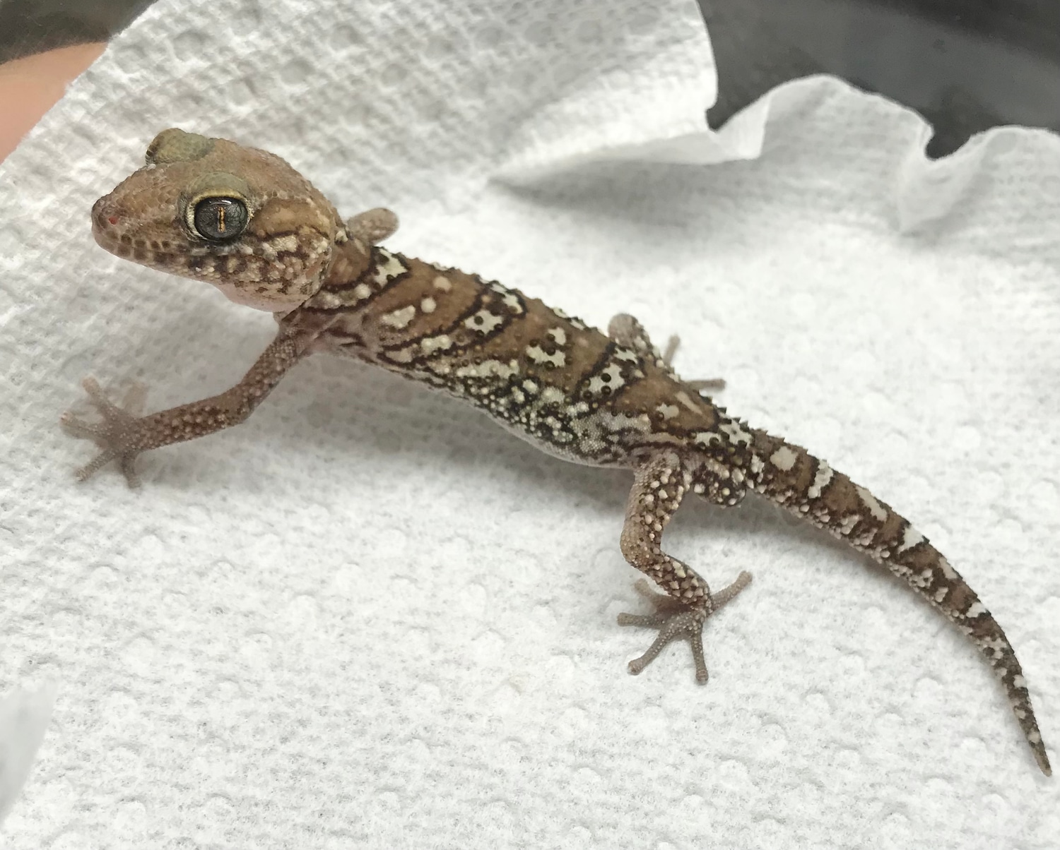 Pictus Gecko Male Other Gecko by Roots, Scoots, & Scales - MorphMarket