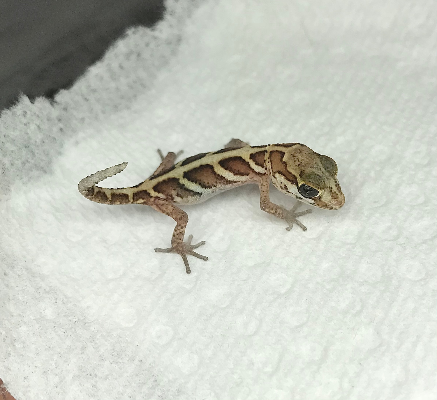 Pictus Gecko More Gecko by Roots, Scoots, & Scales - MorphMarket