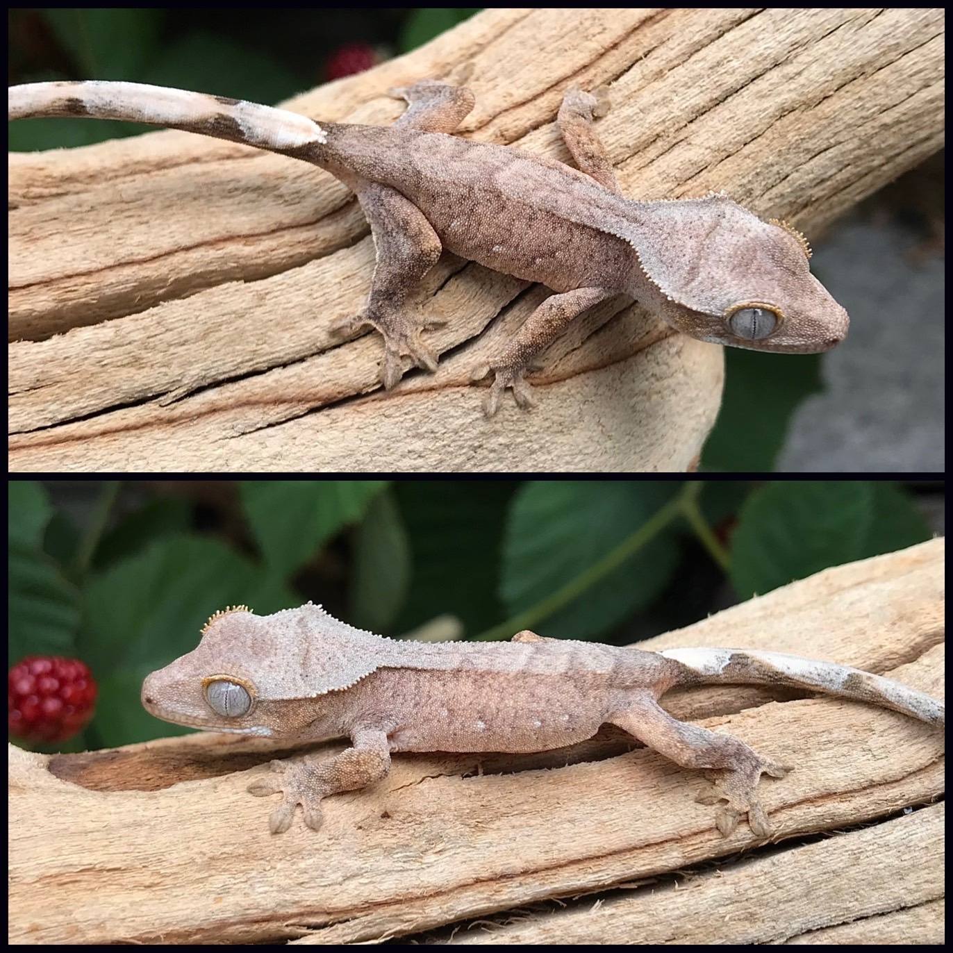 Brindle W/ Portholes Crested Gecko by Roots, Scoots, & Scales - MorphMarket